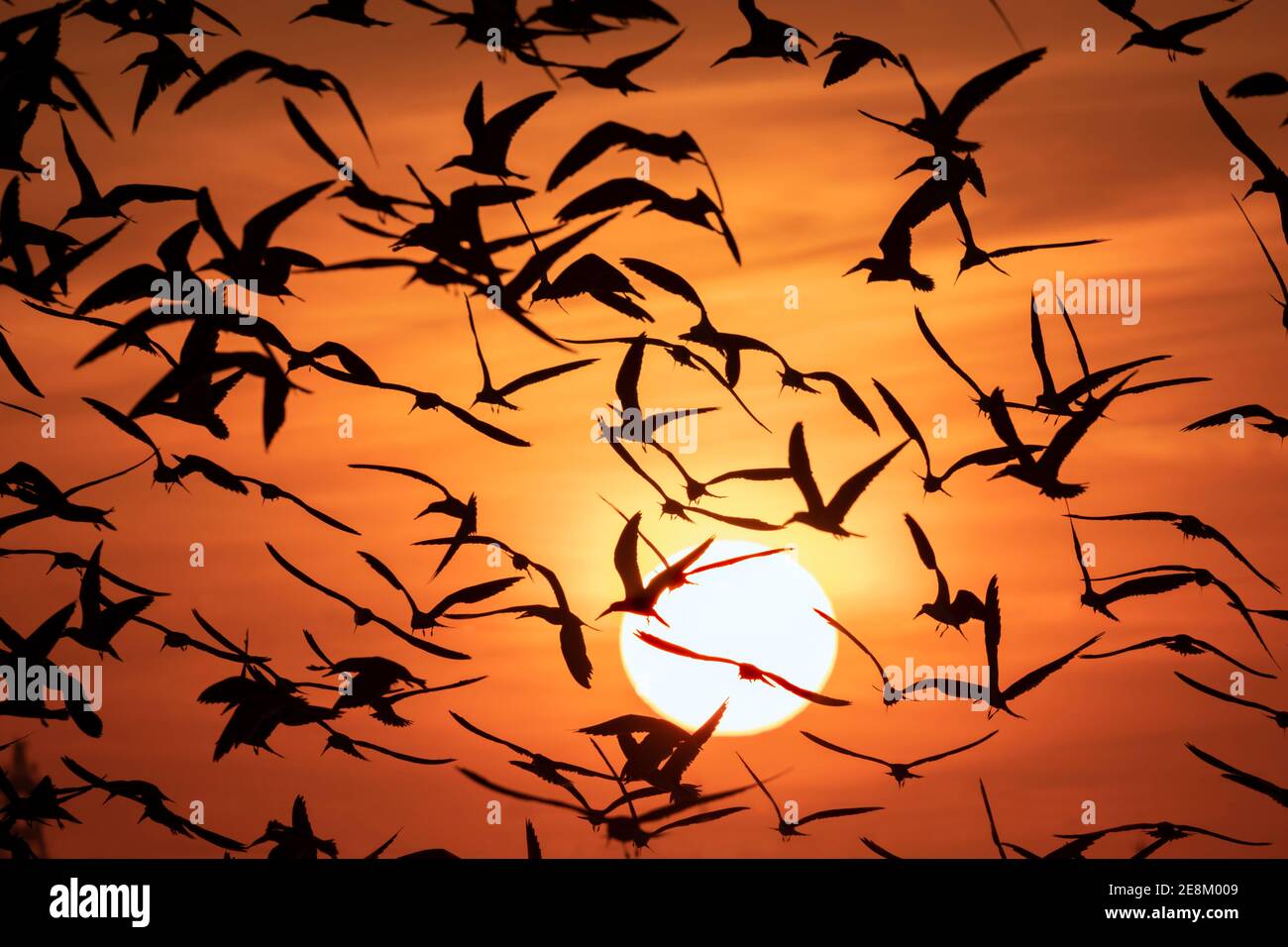 Flock of shorebirds (predominantly black skimmers) flying in front of ...