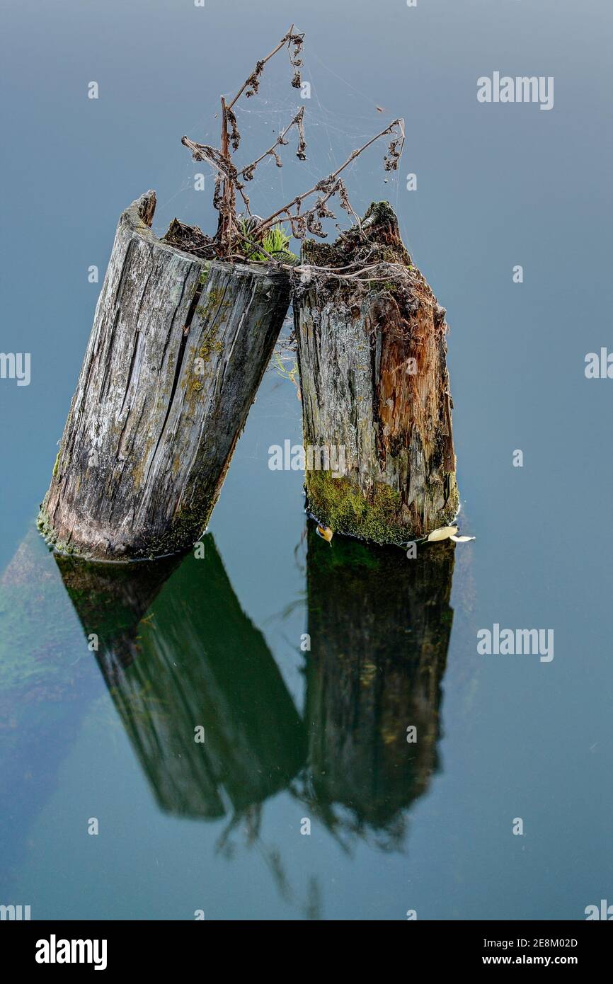 Two old wooden posts protrude from the mirror-smooth water surface of ...