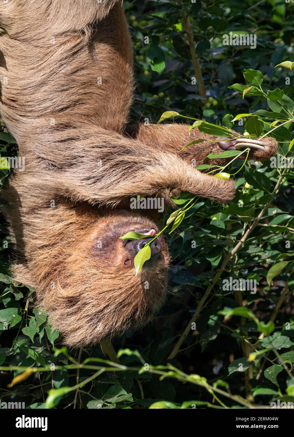Hoffmann's two-toed sloth (Choloepus hoffmanni) eating leaves while ...