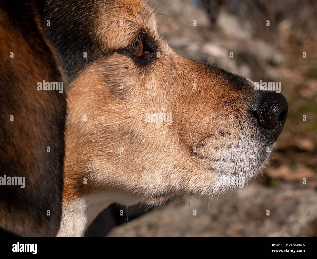A closeup shot of the head of a cute scent hound dog on a blurred ...