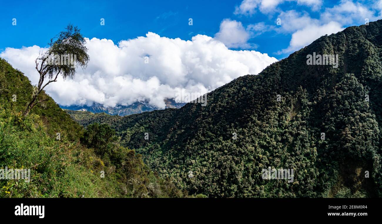 A tree above a forest in Peruvian mountains Stock Photo - Alamy