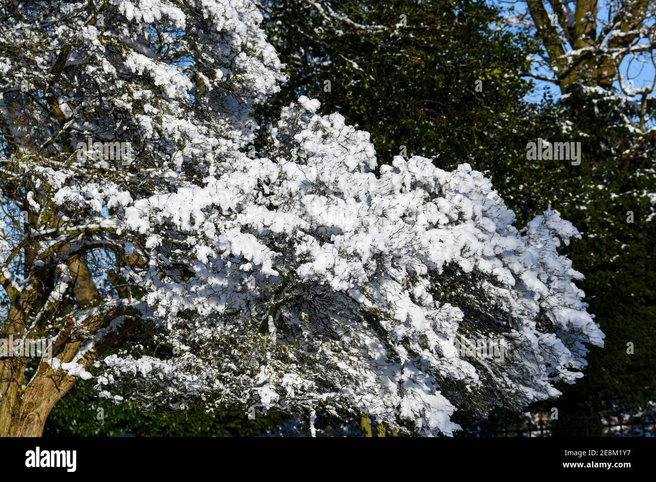tree covered in snow Stock Photo - Alamy
