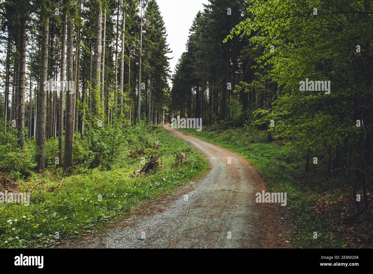 Hiking trail in German forest. Scenic footpath in Rothaar Mountains in ...
