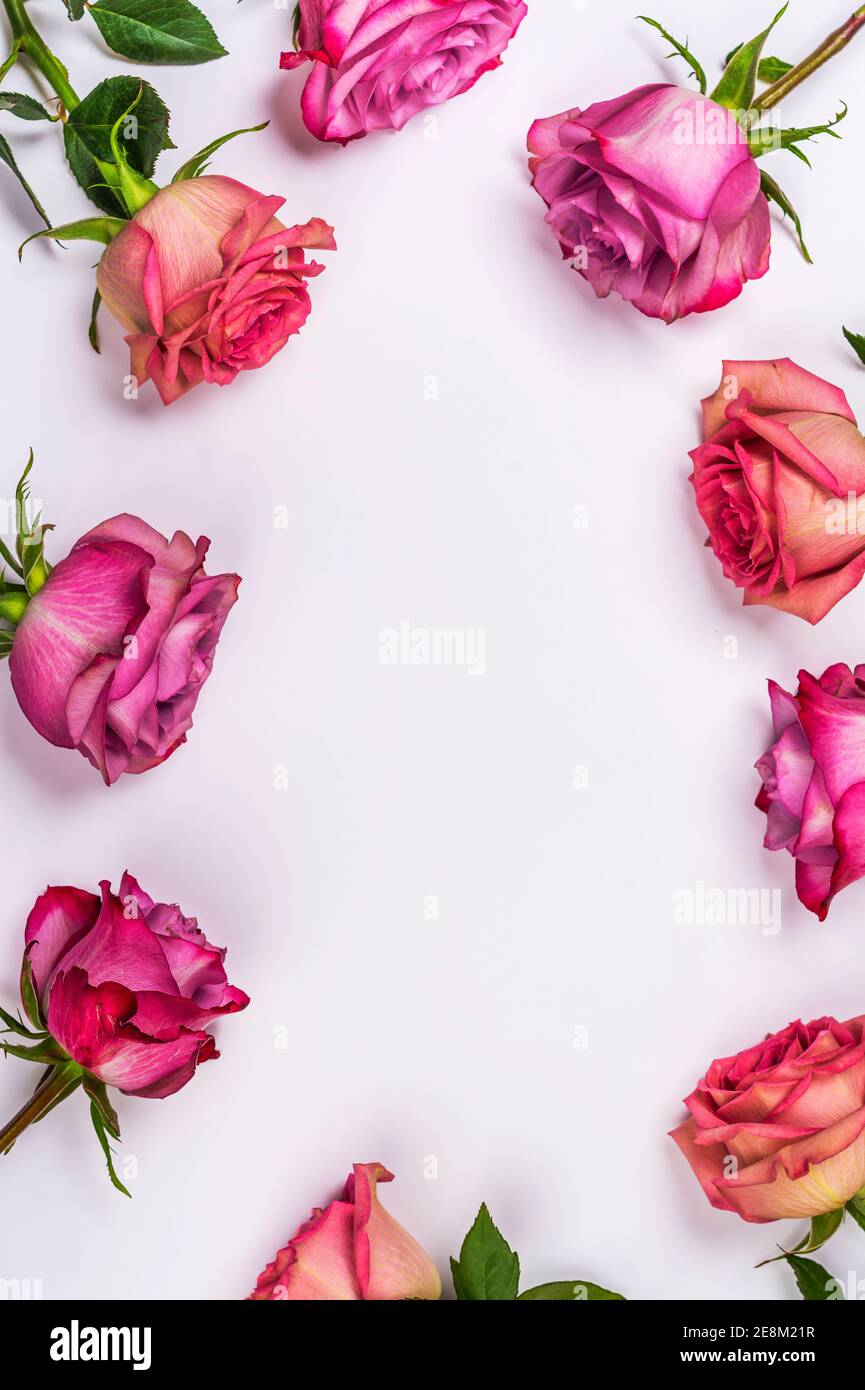 Pink roses background Stock Photo - Alamy