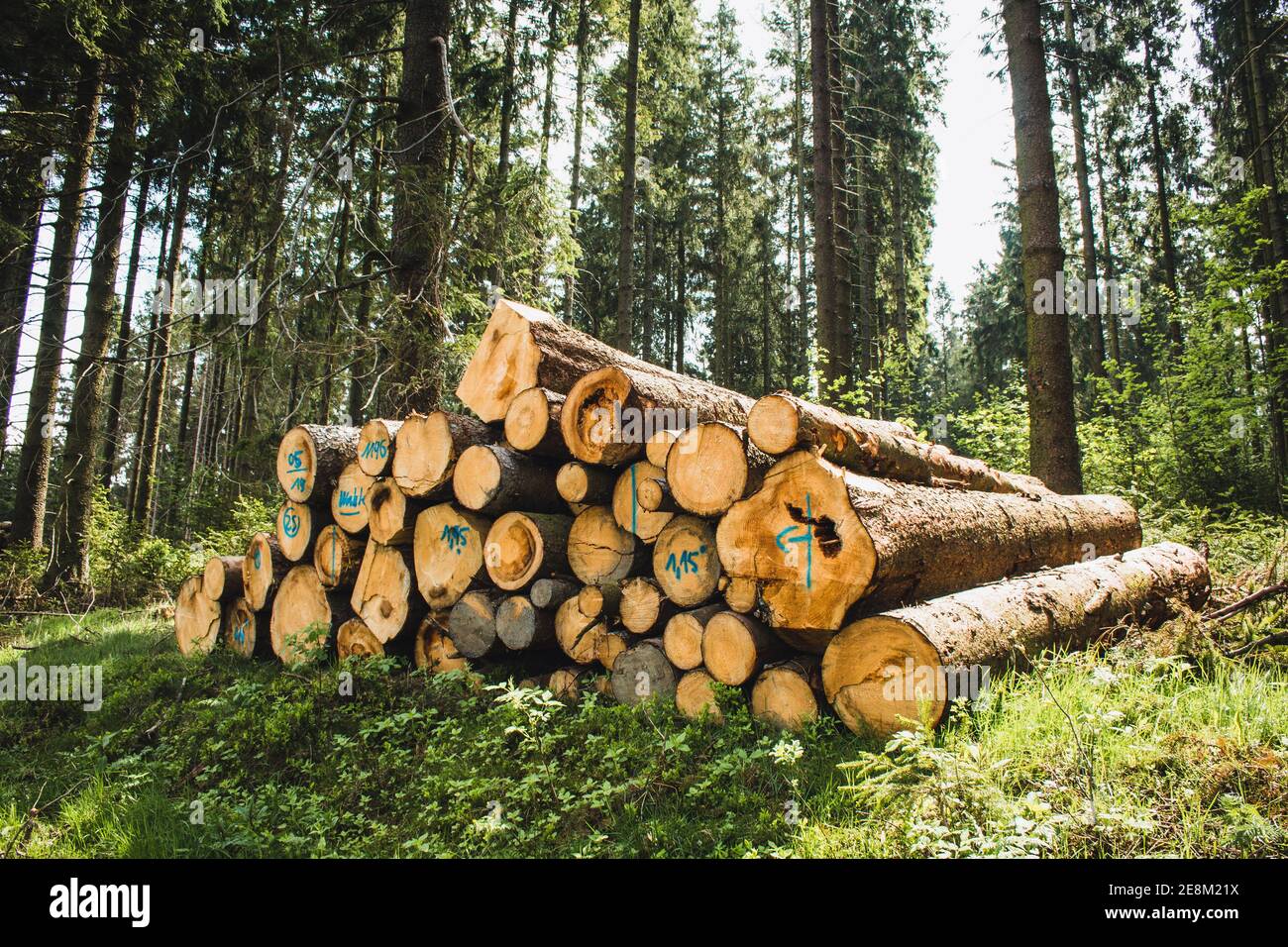 Stacked wood. Pile of logs in German conifer forest. Tree trunks in ...