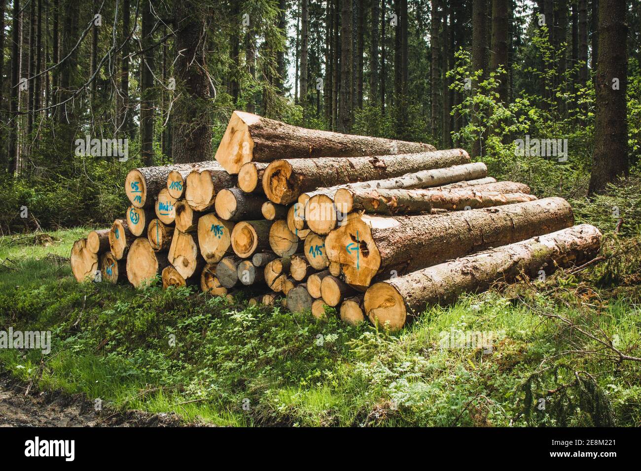 Stacked wood. Pile of logs in German conifer forest. Tree trunks in ...