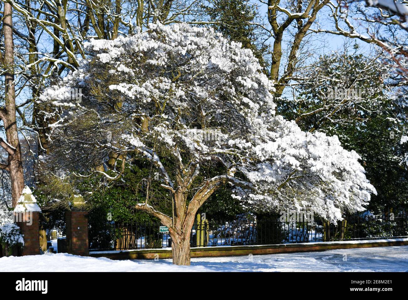 Tree covered in snow hi-res stock photography and images - Alamy