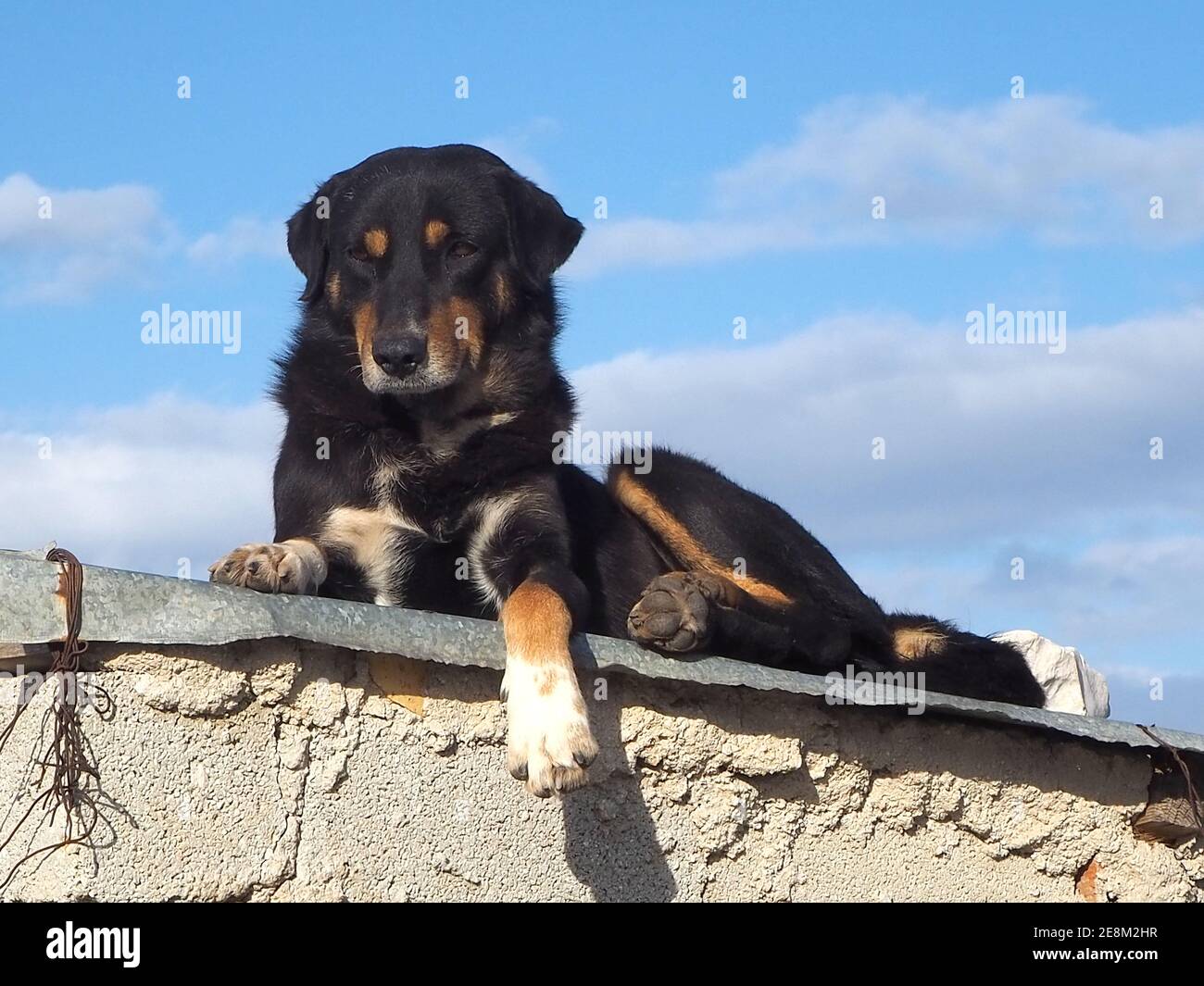 Delightful dog hi-res stock photography and images - Alamy