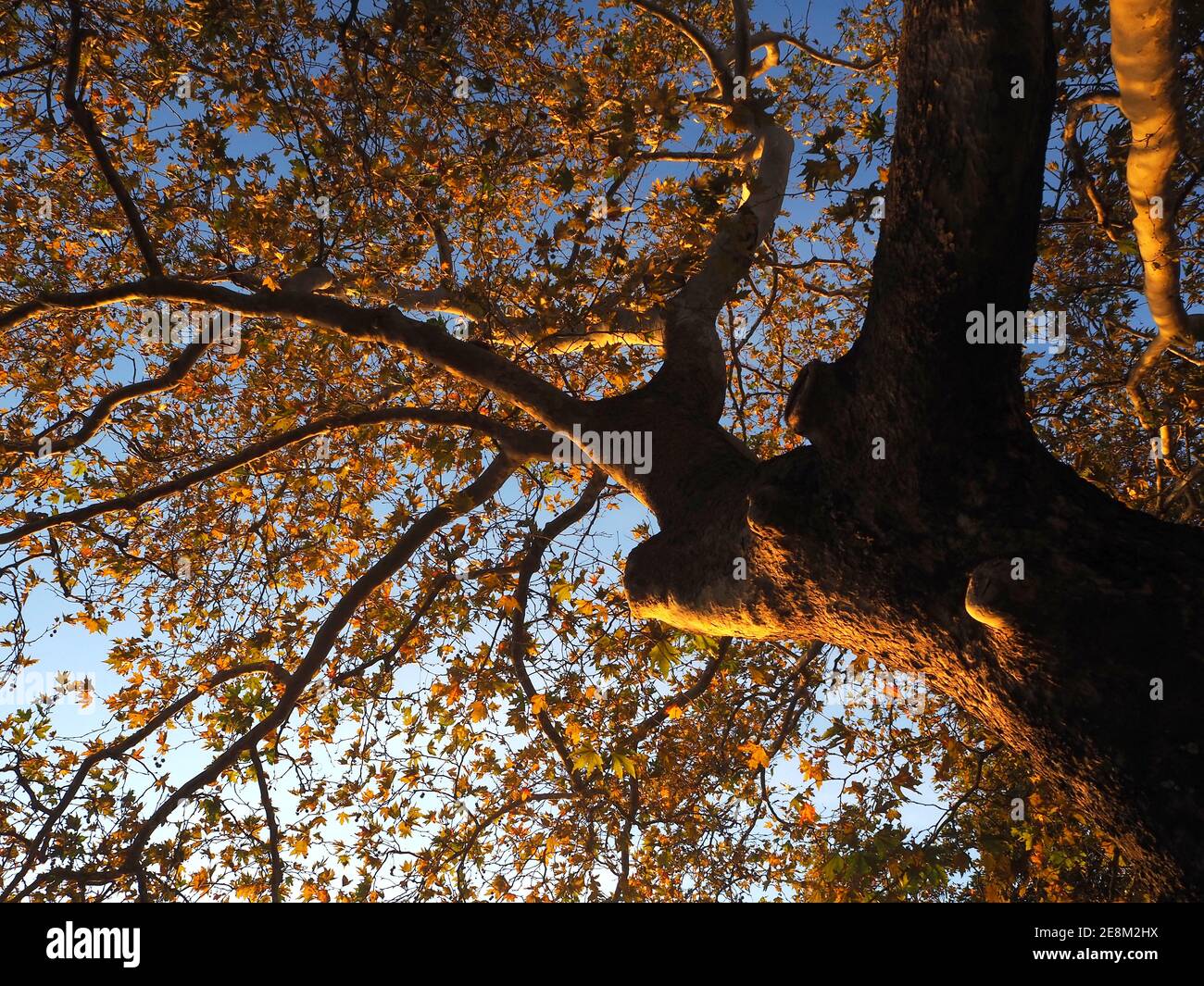Detail of tree lit by sunset colours Stock Photo - Alamy