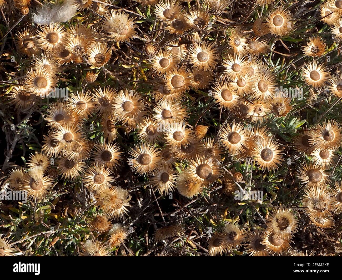 Yellow wild greek flowers hi-res stock photography and images - Alamy