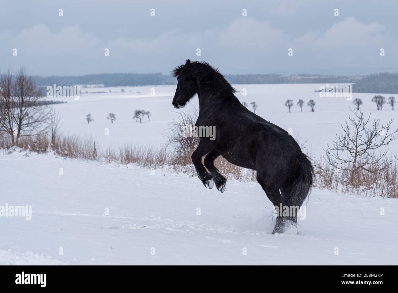 Friesian stallion running in winter field. Black Friesian horse runs ...