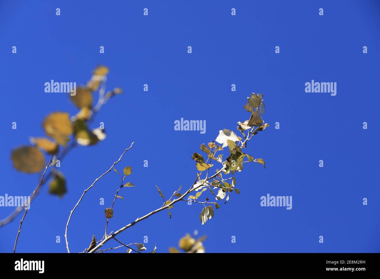 Silverleaf poplar leaves hi-res stock photography and images - Alamy