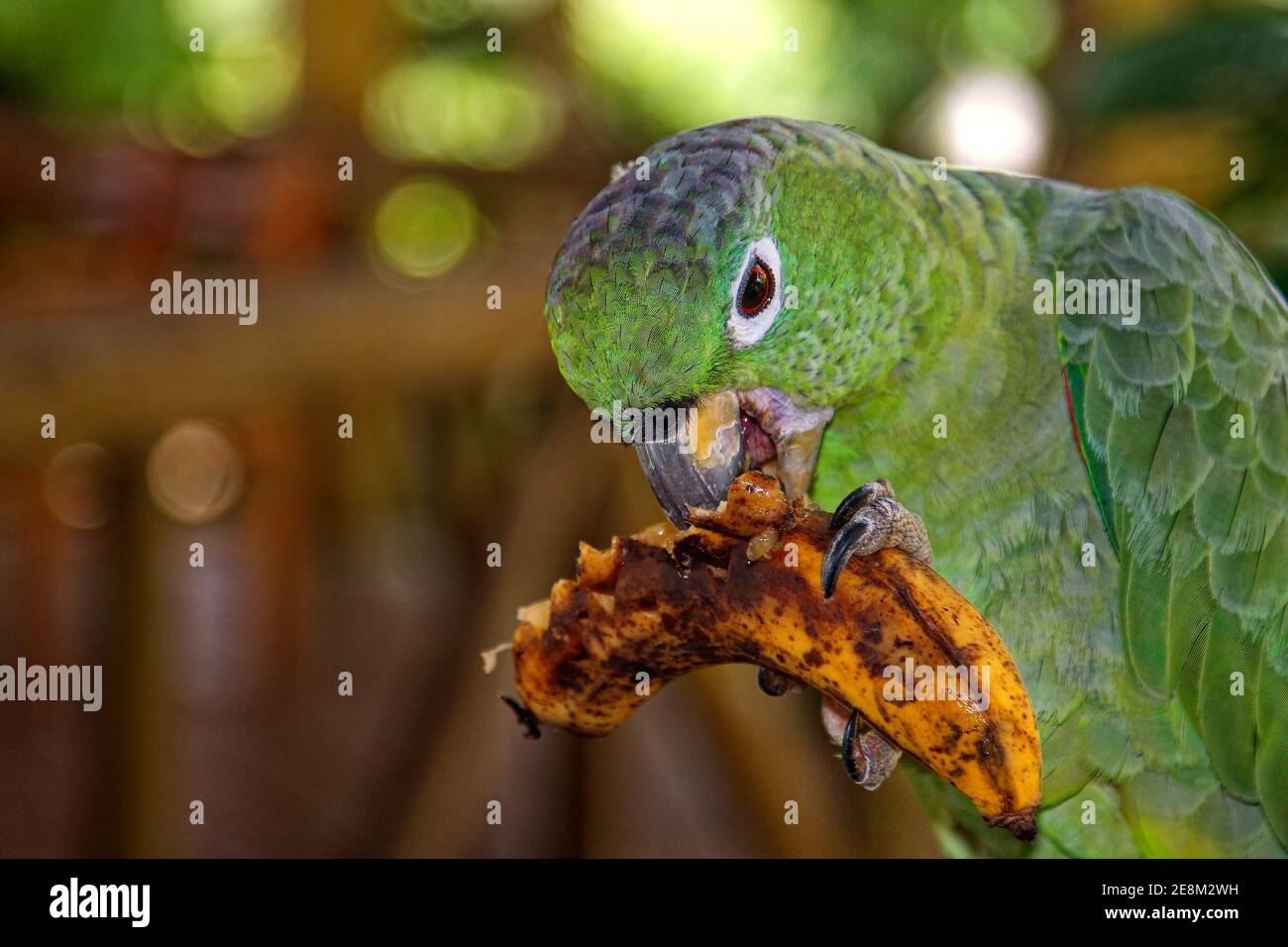 Blue-headed parrot eating banana, colorful bird, close-up, wildlife ...