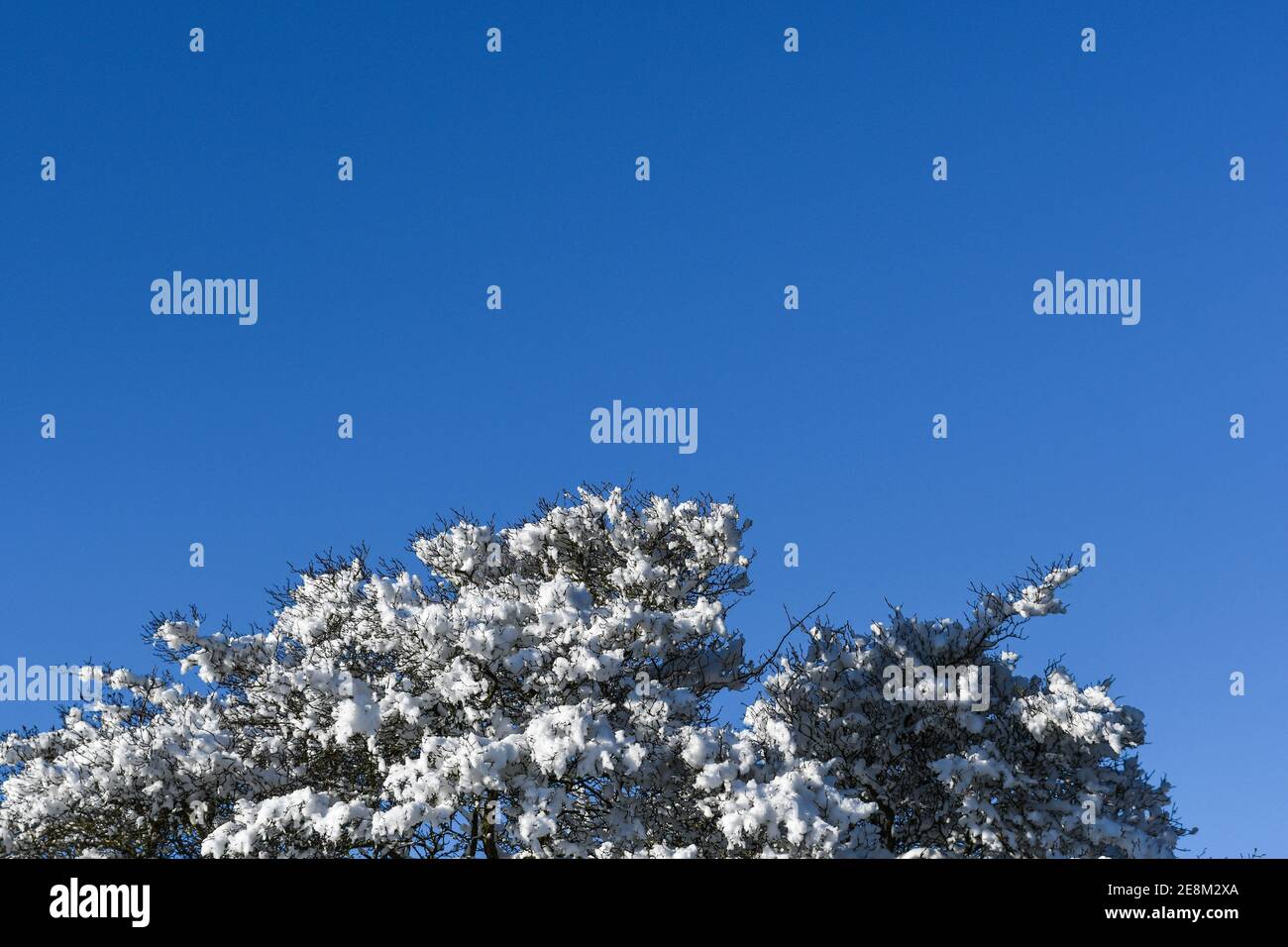 Tree covered in snow hi-res stock photography and images - Alamy