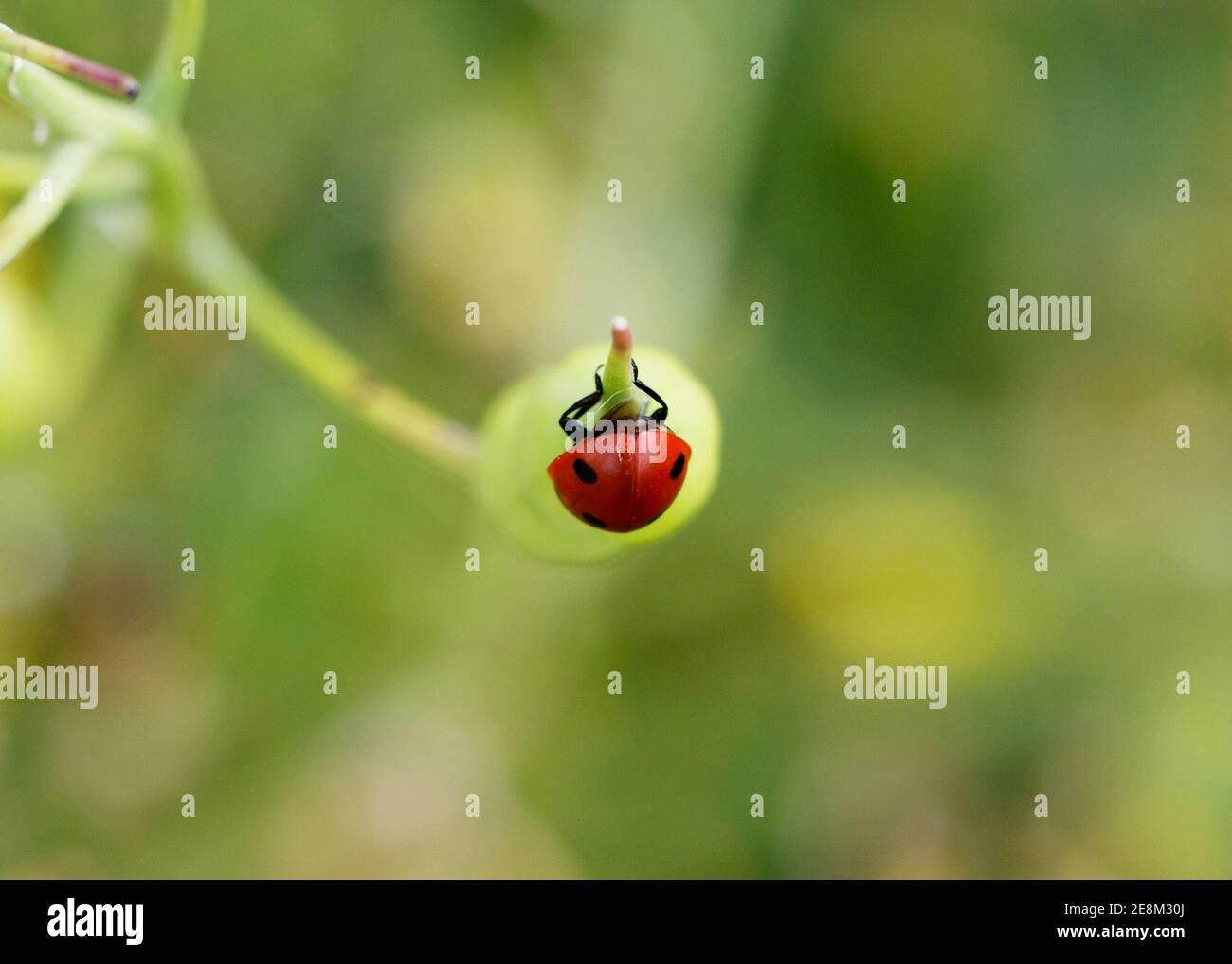 Ladybird upside hi-res stock photography and images - Alamy