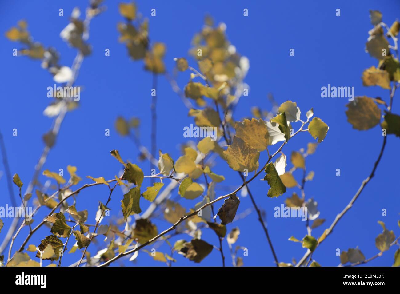 Silverleaf poplar leaves hi-res stock photography and images - Alamy