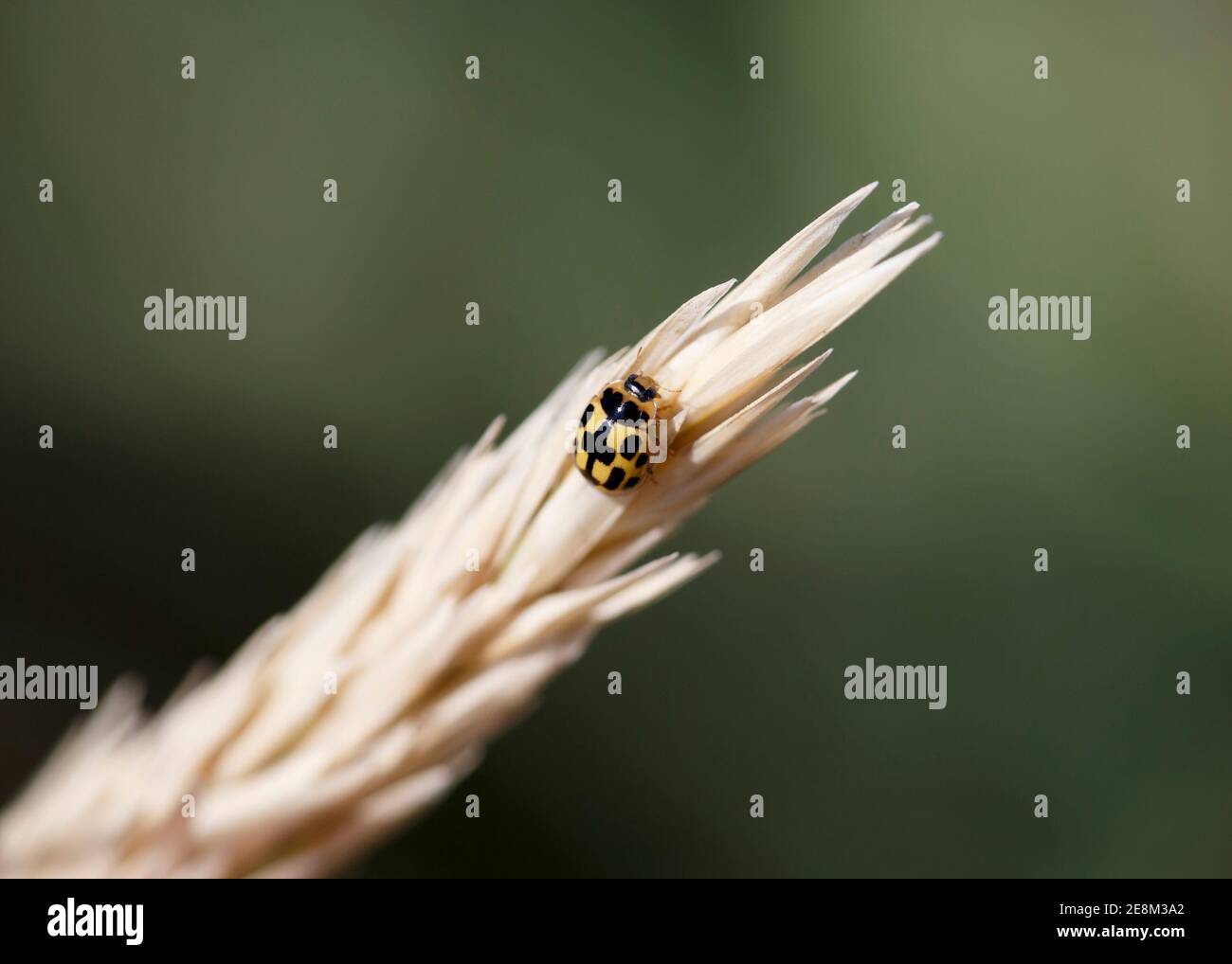 14 spot ladybird propylea 14 hi-res stock photography and images - Alamy