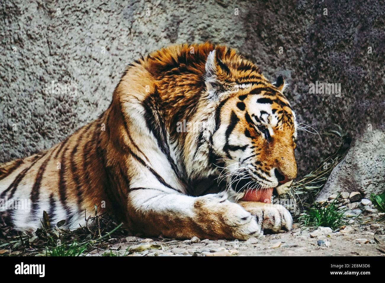Bengal tiger lying on ground hi-res stock photography and images - Alamy