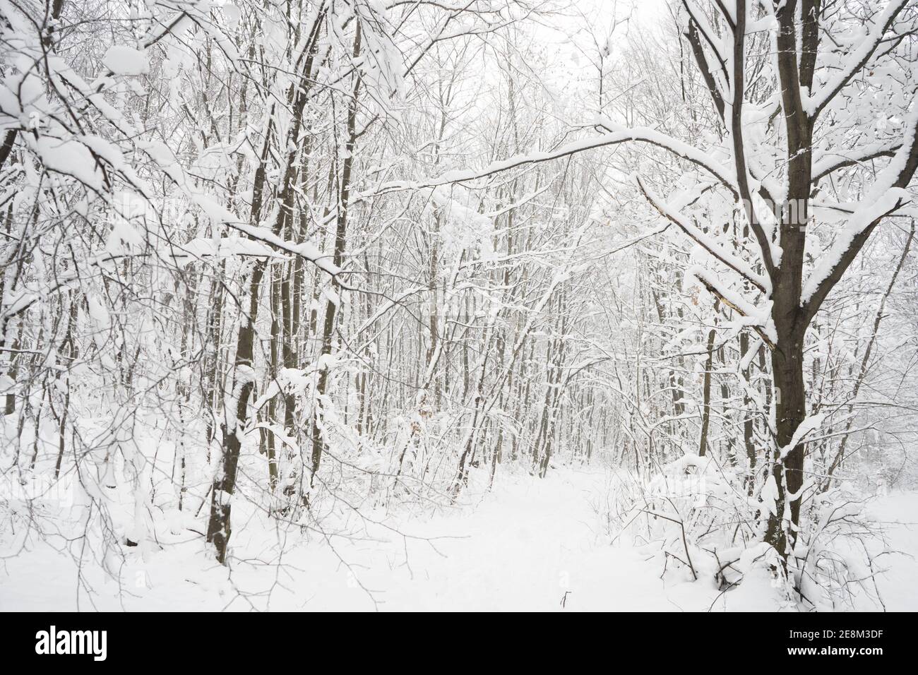 Heavy snow in the forest with no people Stock Photo - Alamy