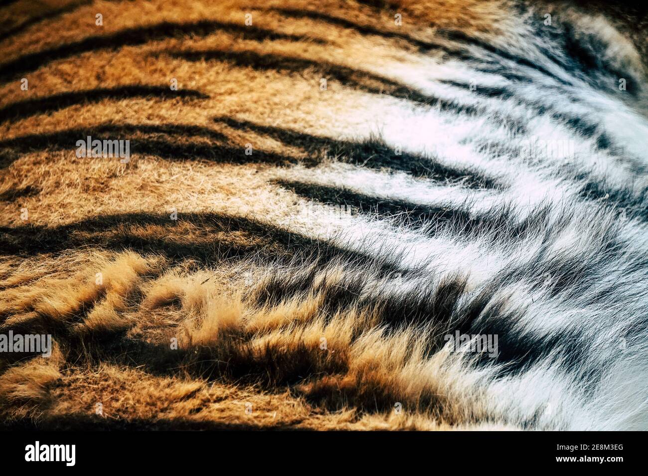 Tiger fur - great as pattern Stock Photo - Alamy