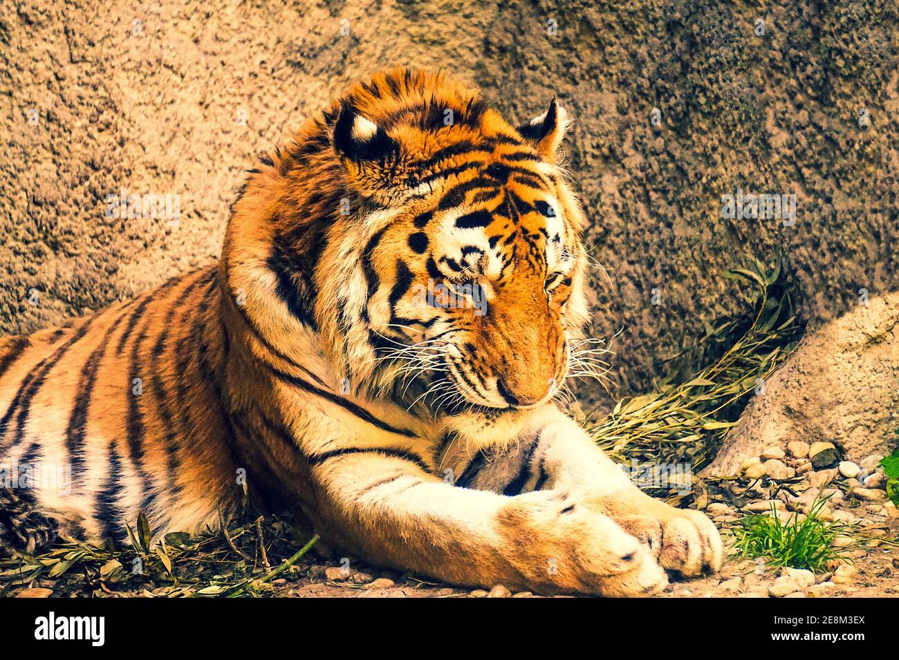 Tiger on white stones hi-res stock photography and images - Alamy