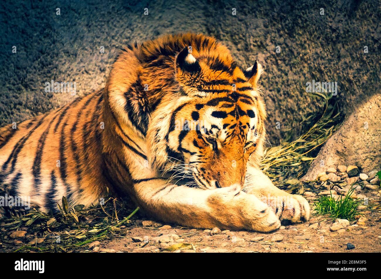 Tiger laying on a ground Stock Photo - Alamy