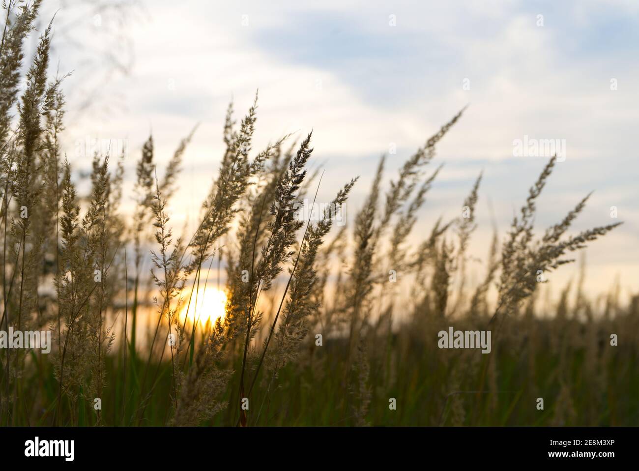 A beautiful view of the sunset seen through a field of common reed ...