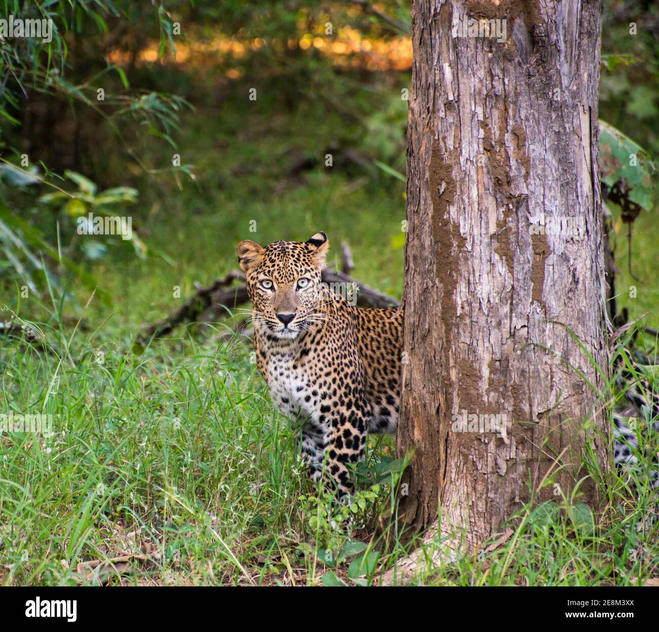 An African leopard standing near a tree in a jungle Stock Photo - Alamy