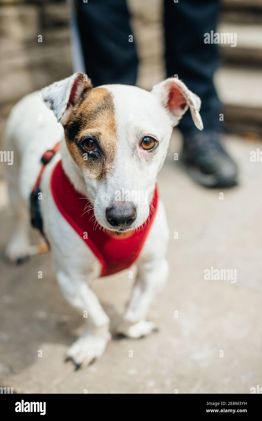 Jack Russell terrier, adult, standing Stock Photo - Alamy