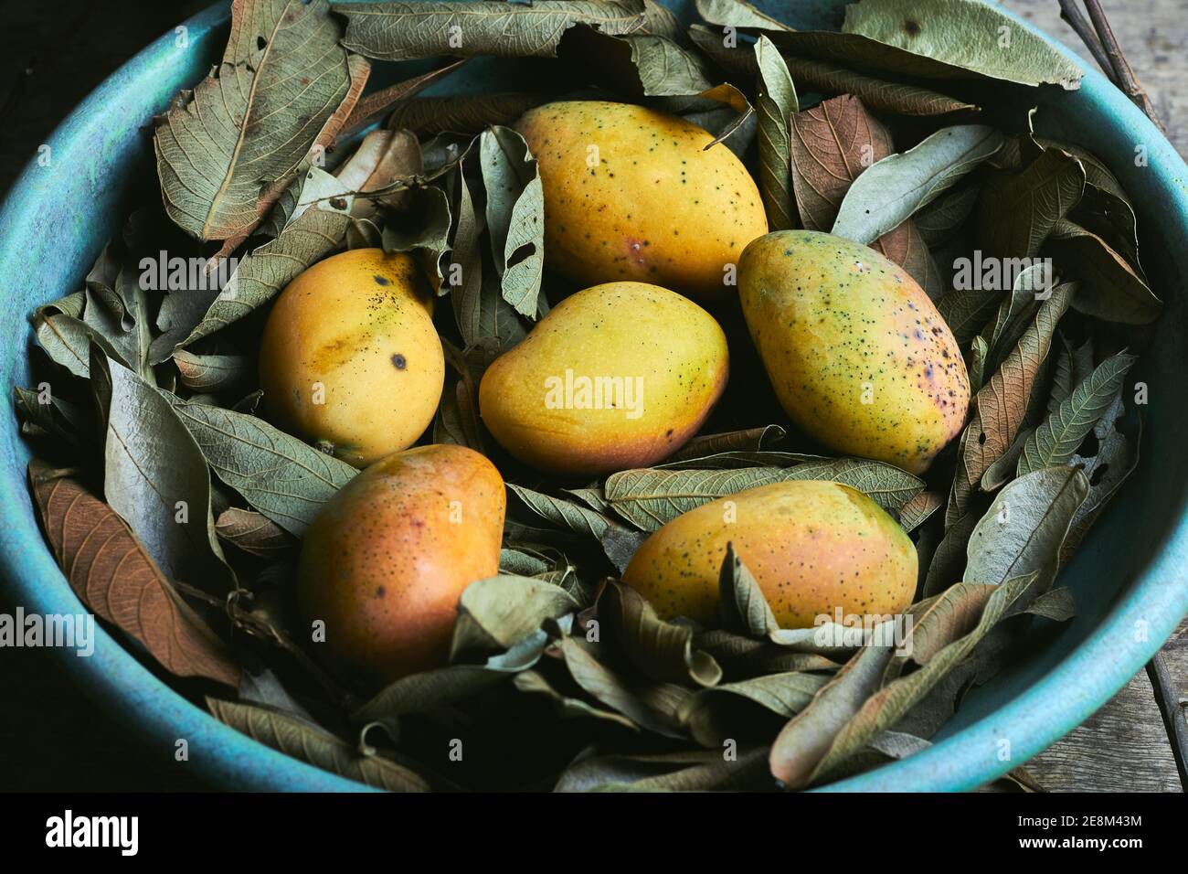 A top view closeup of ripe mangoes inside of a blue bowl with leaves on ...