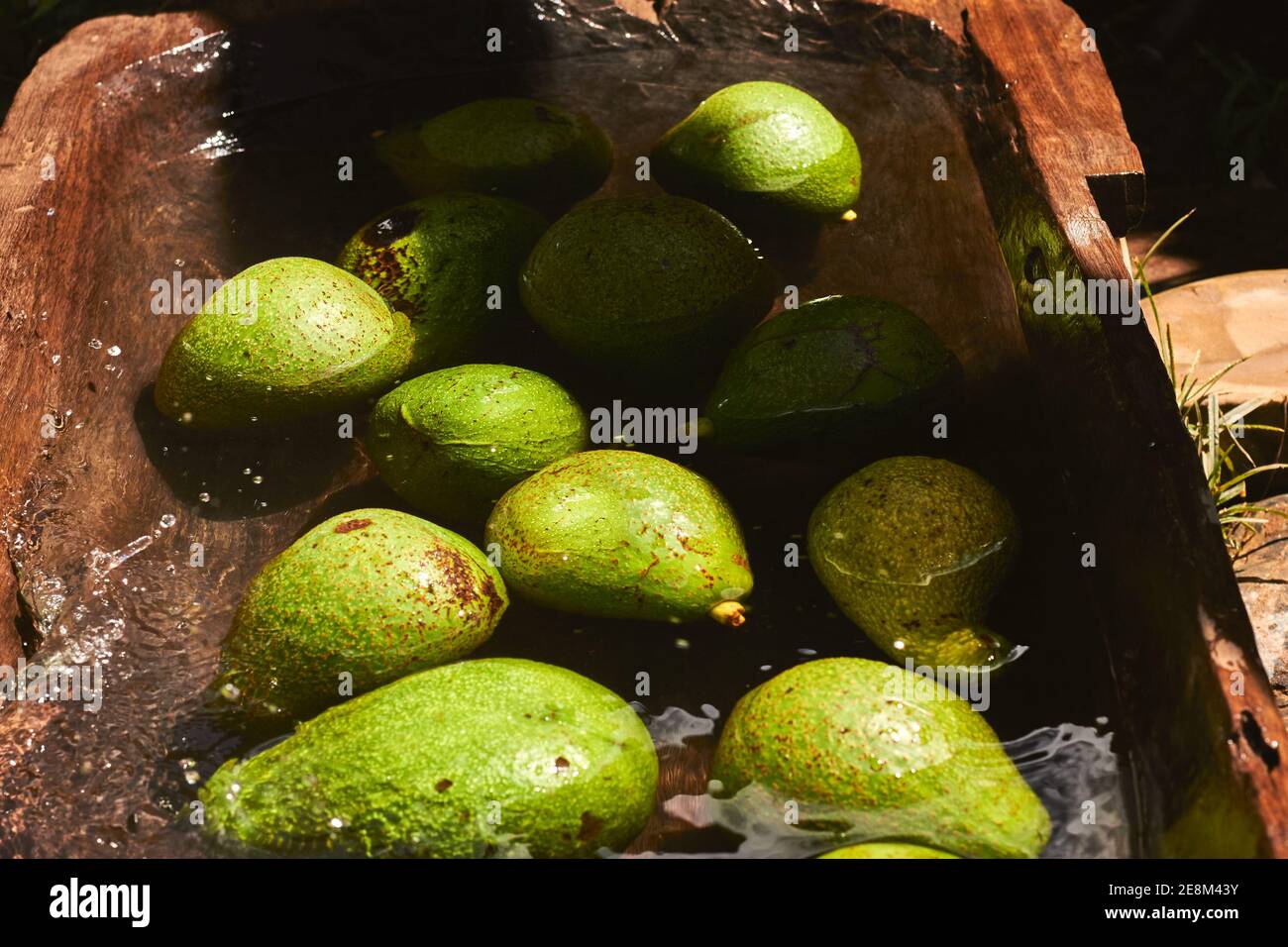 A top view closeup view of green and yellow avocados under pouring ...