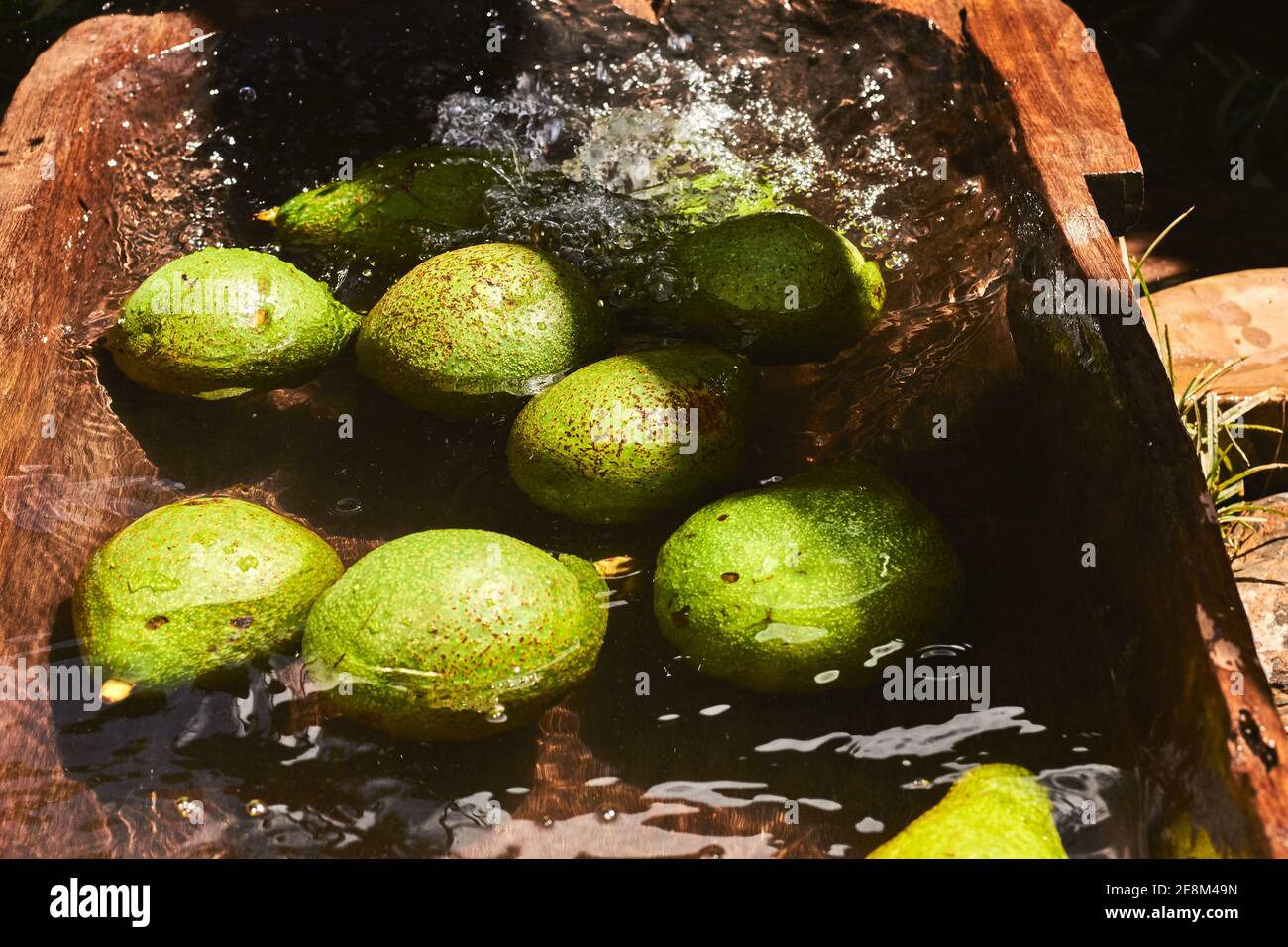 A top view closeup view of green and yellow avocados under pouring ...