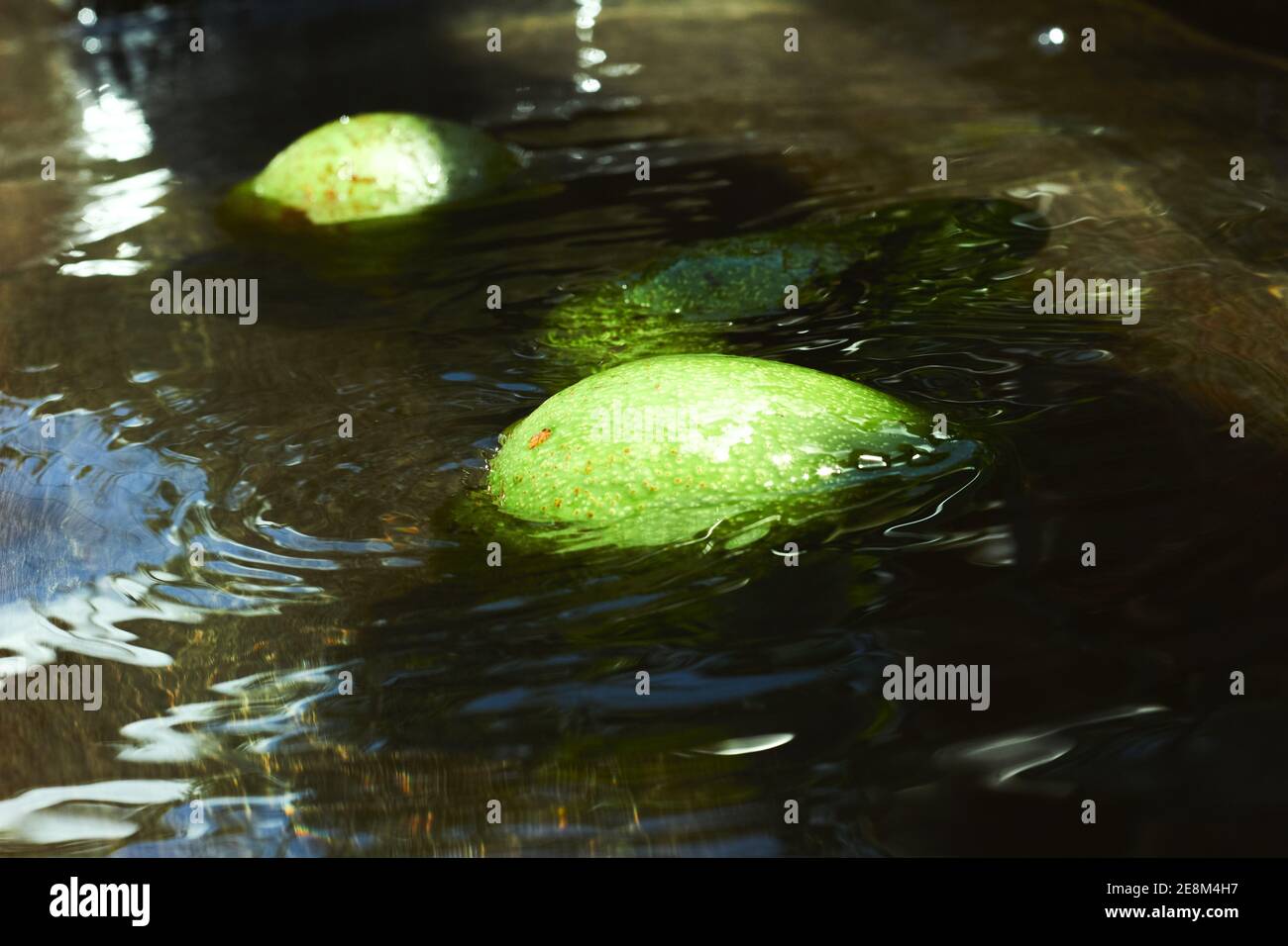 A top view closeup of yellow and green pears under the pouring water in ...