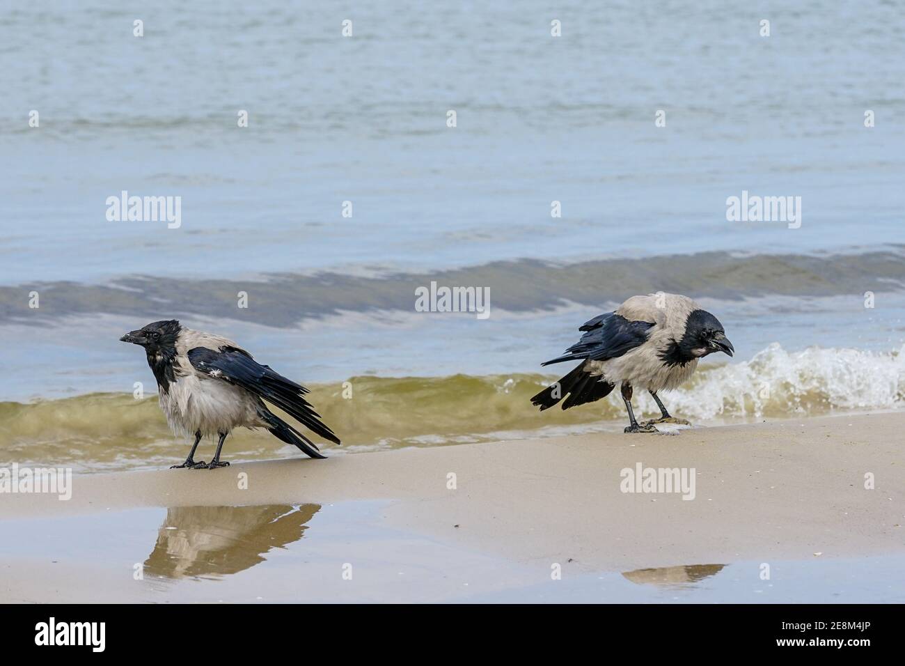 two crumpled gray crows stand on the sea shore and look in different ...