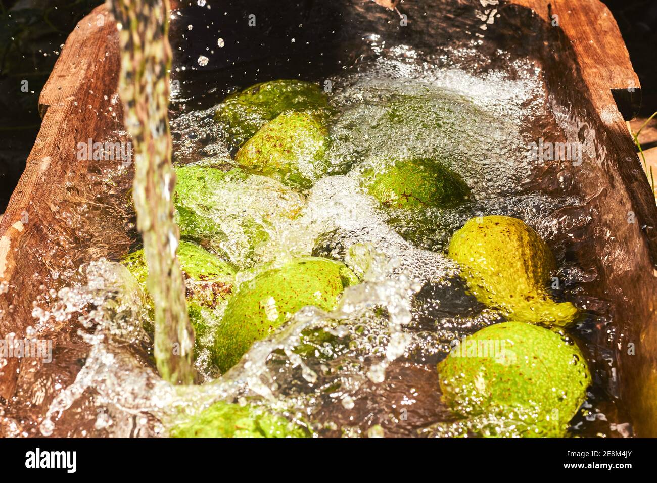 A top view closeup of yellow and green pears under the pouring water in ...