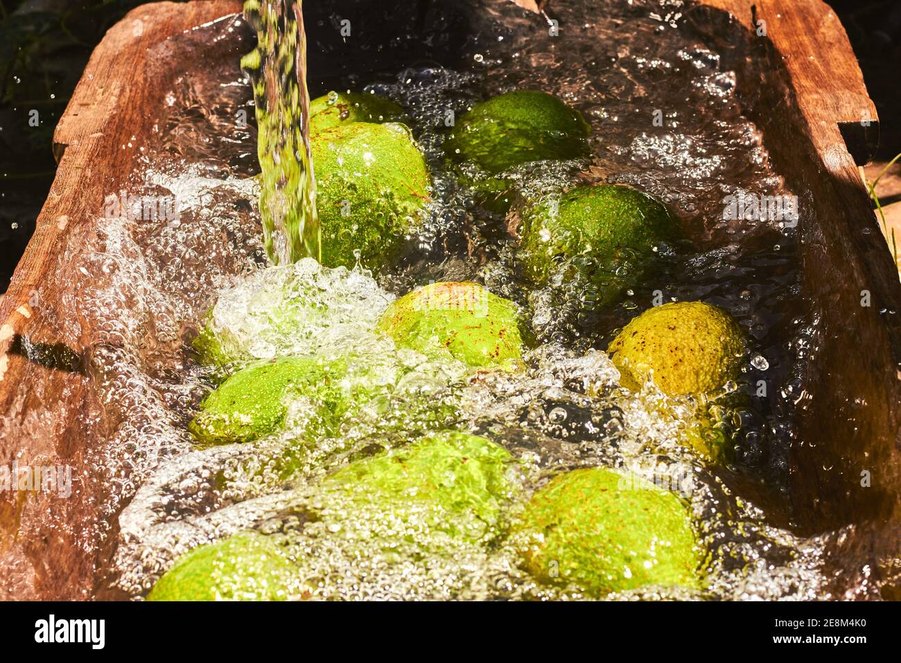A top view closeup of yellow and green pears under the pouring water in ...