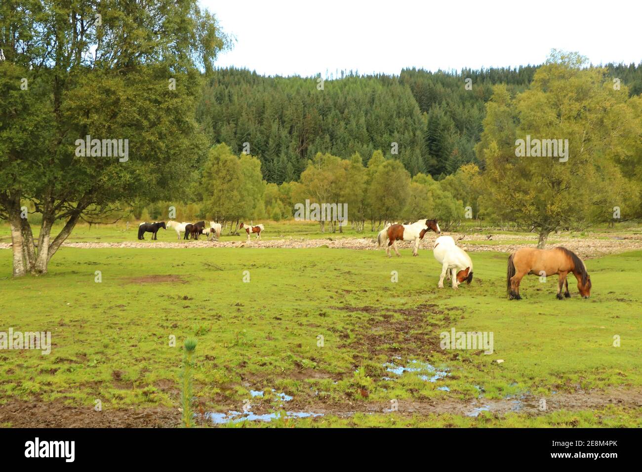 Grazing in the fields in the glen Stock Photo - Alamy