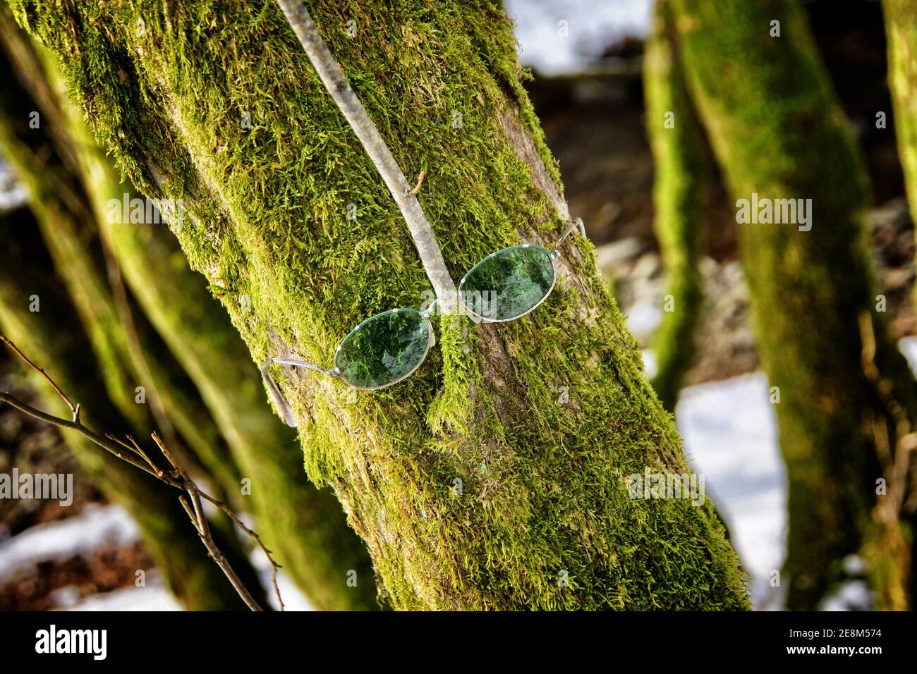 A closeup of a pair of green-colored sunglasses on a moss-covered tree ...
