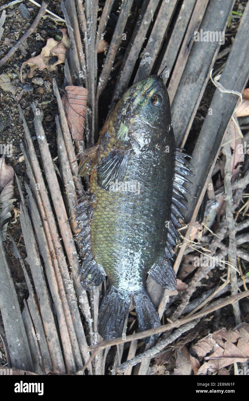 Anabas fish on ground anbas perch fish laying on coconut leaf anabs ...