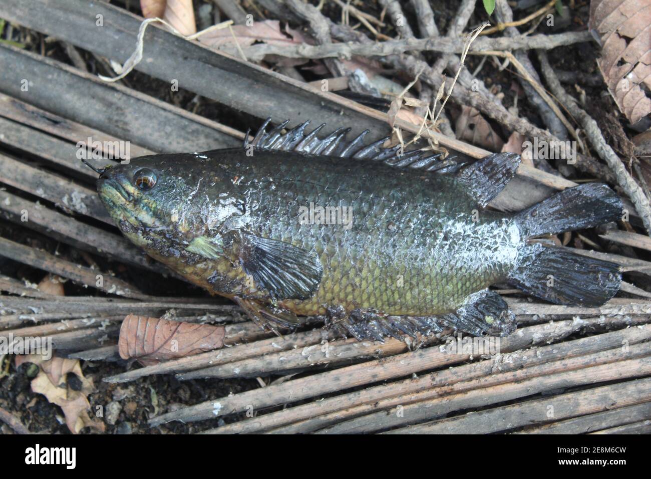 Anabas fish on ground anbas perch fish laying on coconut leaf anabs ...
