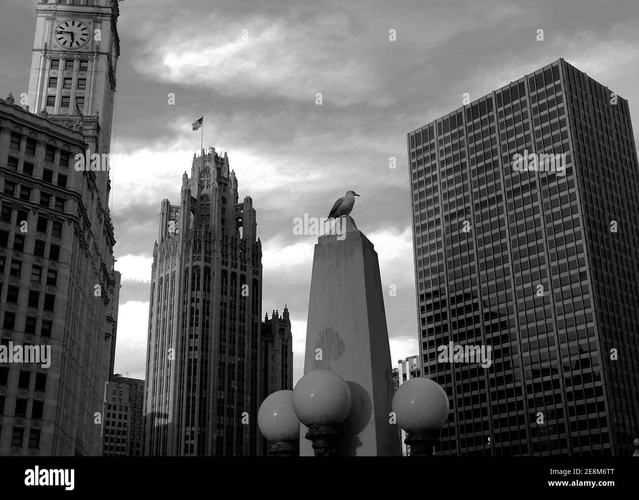 Birds in buildings Black and White Stock Photos & Images - Alamy