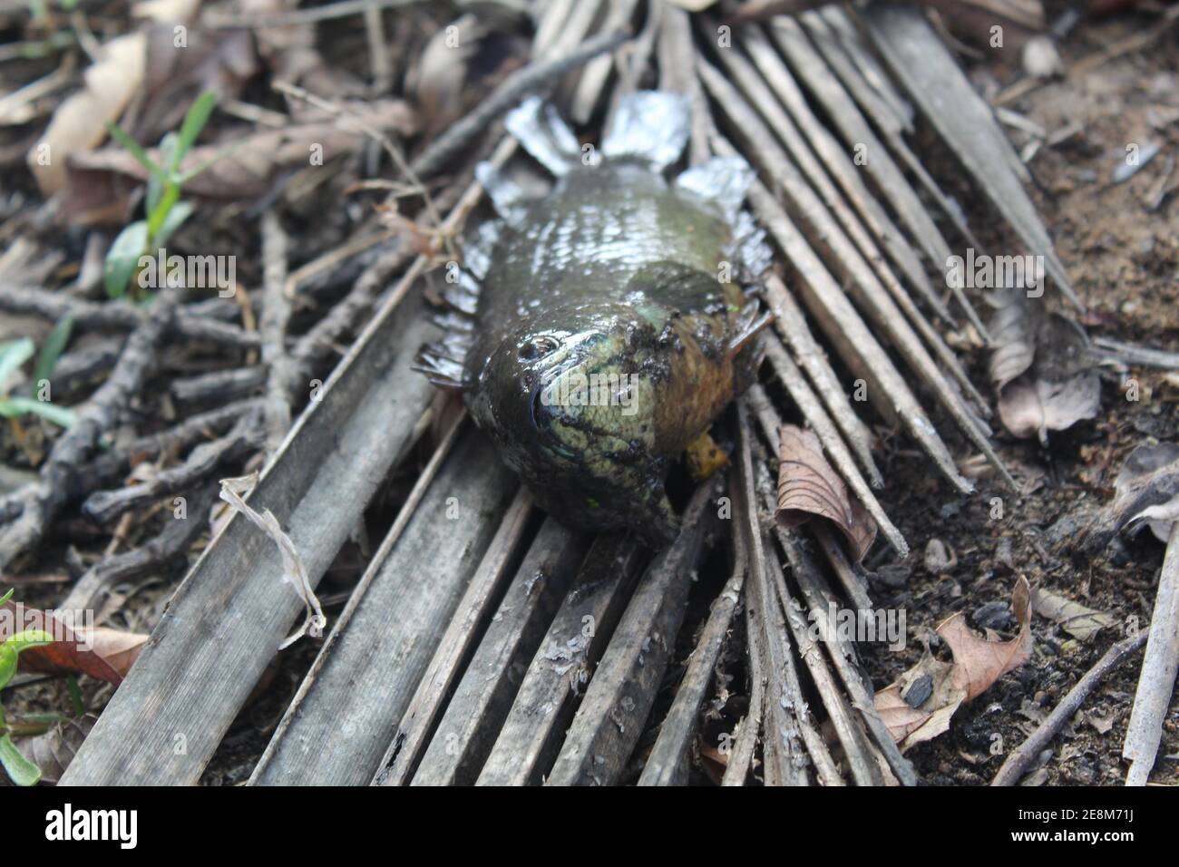 Anabantidae hi-res stock photography and images - Alamy