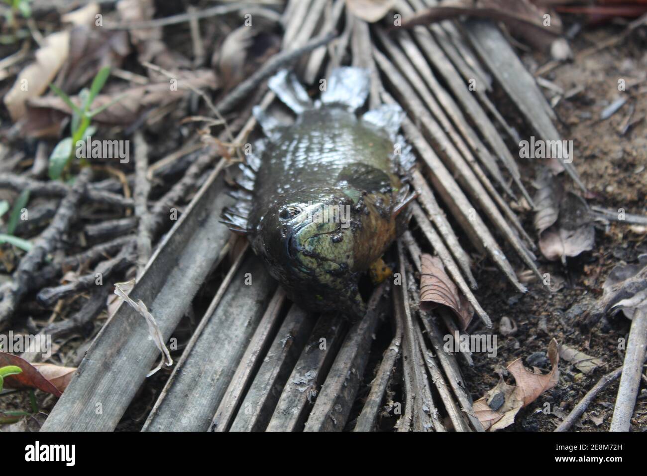 Anabas fish on ground anbas perch fish laying on coconut leaf anabs ...