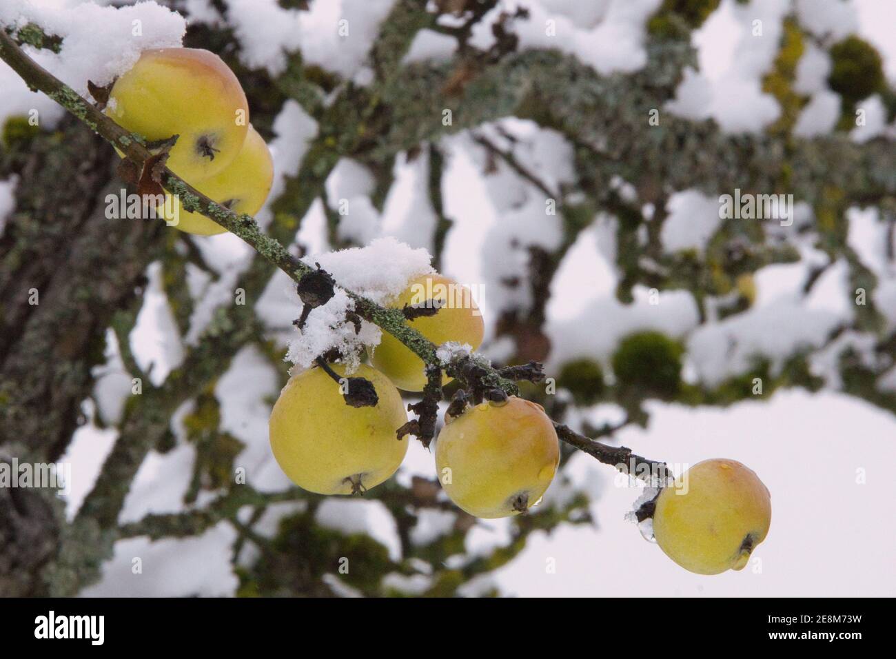 Apples on tree with snow and Ice in Winter Stock Photo - Alamy