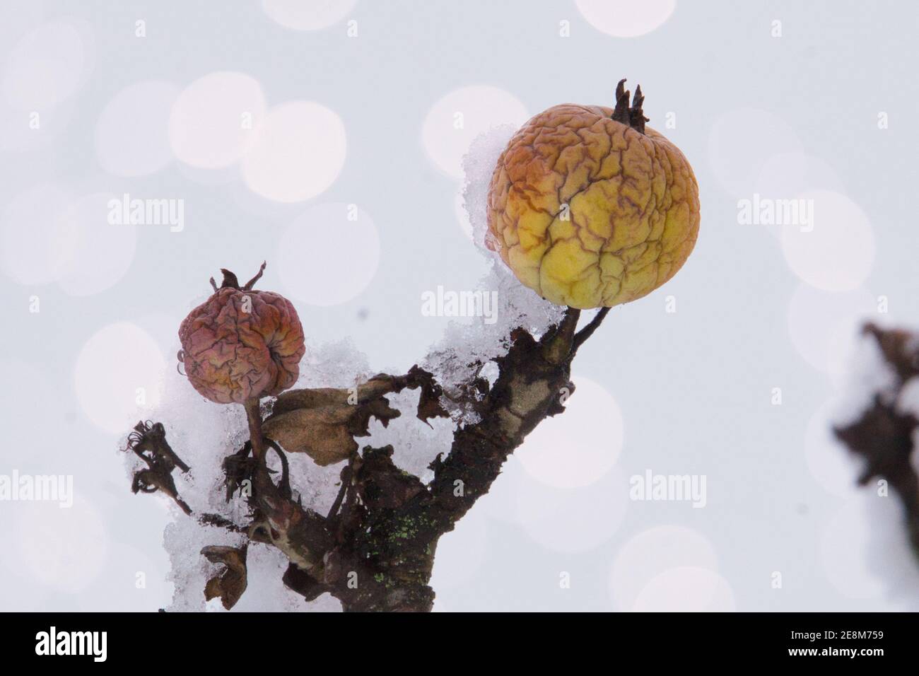 Apple trees frost winter hi-res stock photography and images - Alamy