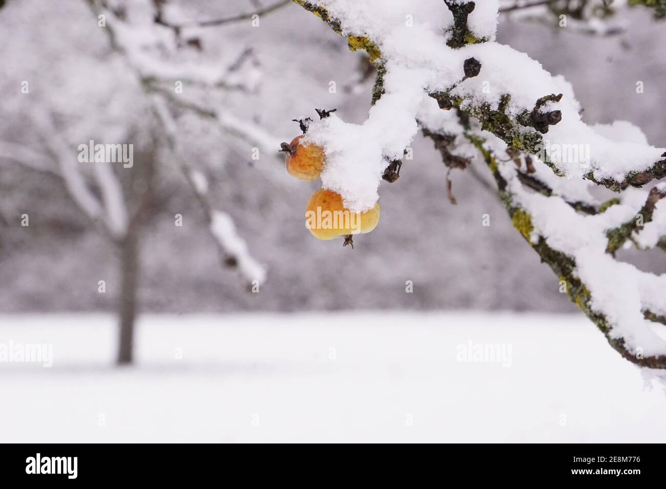 Apple trees frost winter hi-res stock photography and images - Alamy