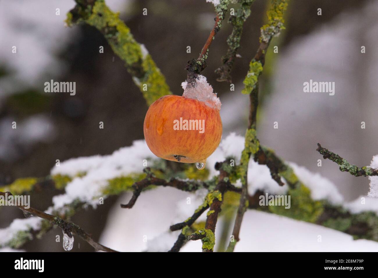 Apple trees frost winter hi-res stock photography and images - Alamy