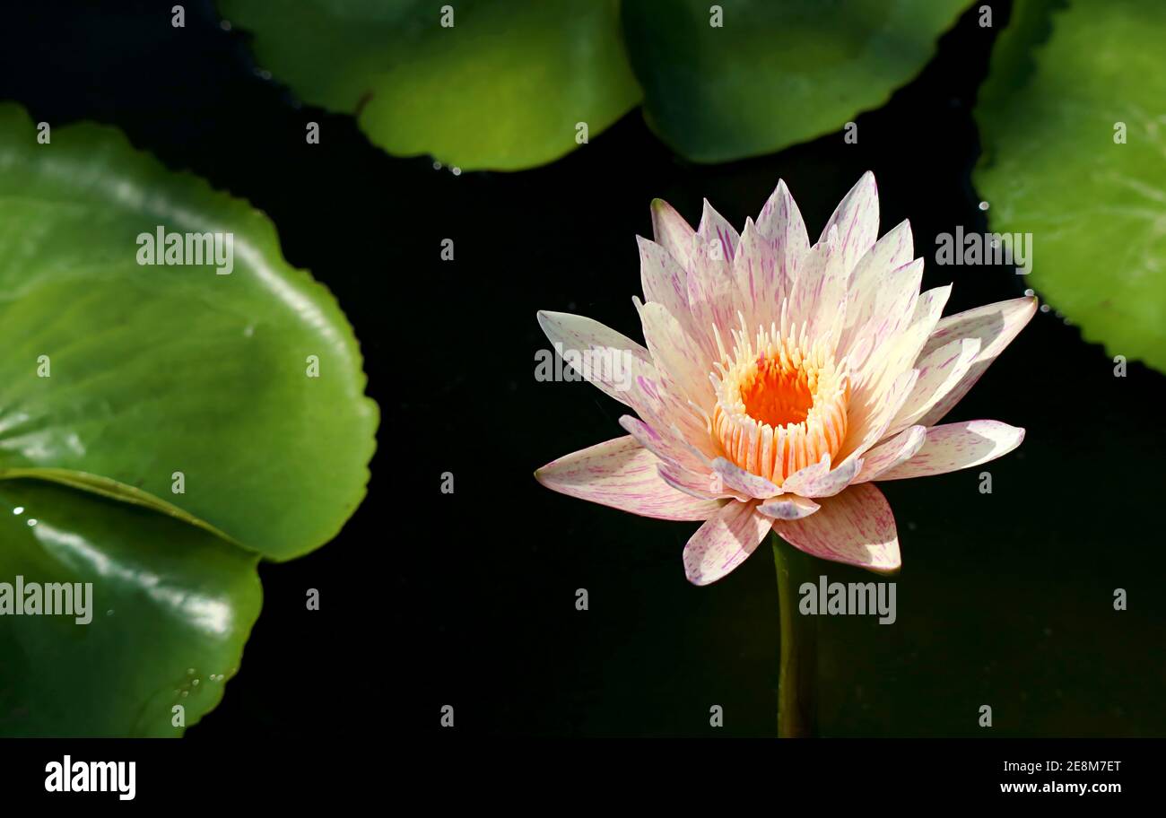 Nymphaea Paranee Hardy Water Lily Blooming in Sunlight Stock Photo - Alamy