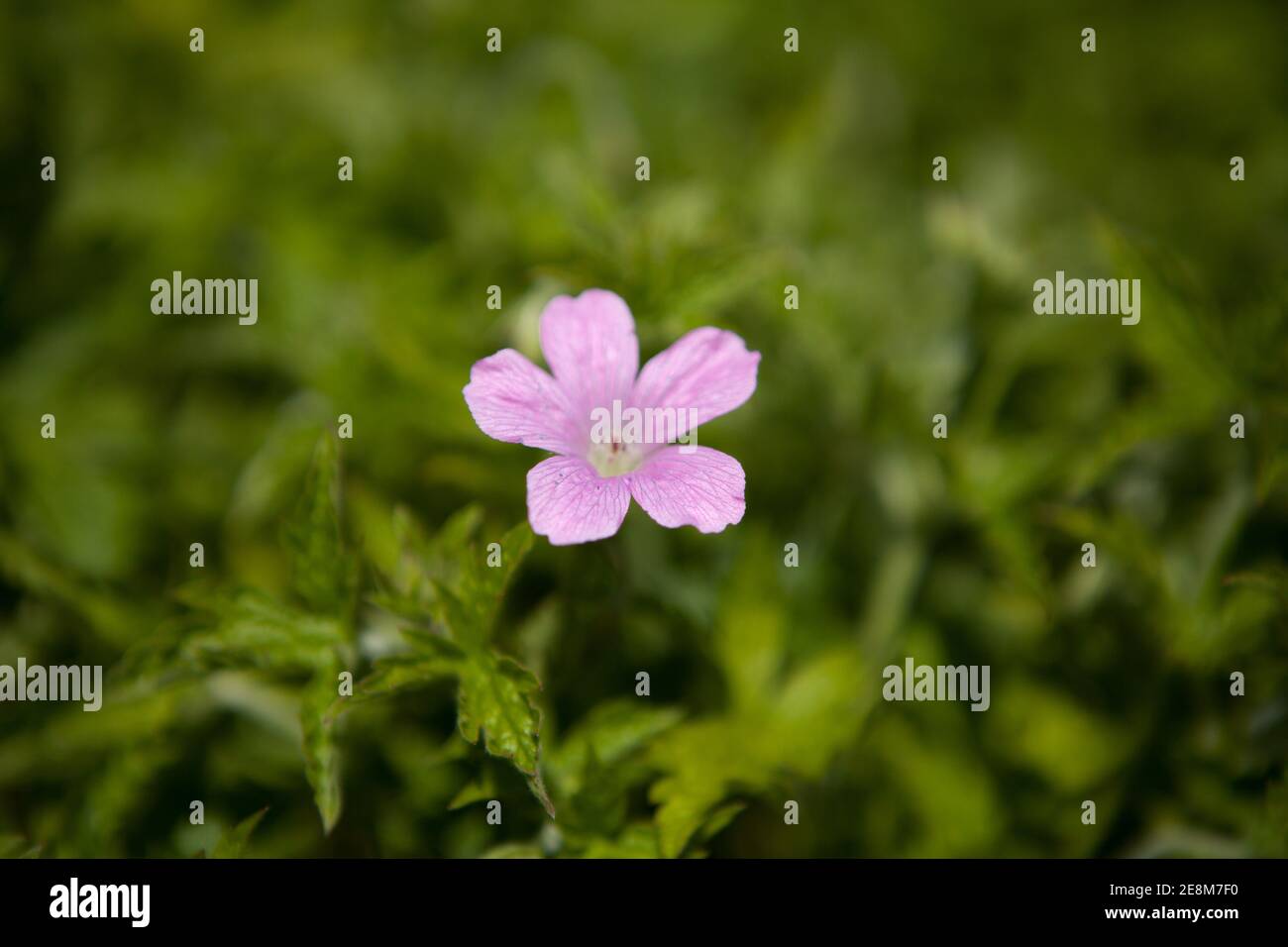 Pink flower breaking through a bed of Green foliage Stock Photo - Alamy