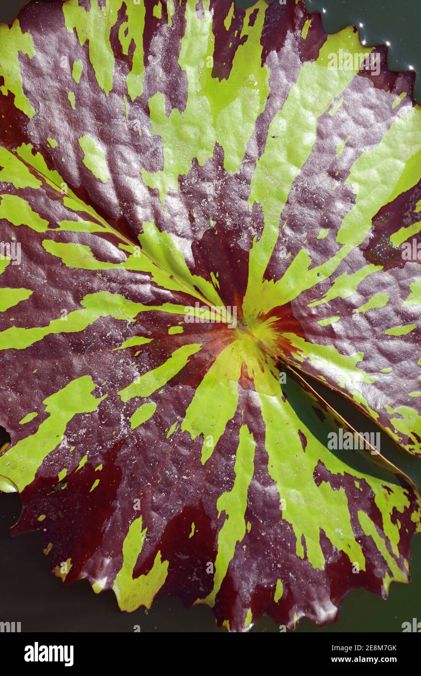 Amazing Green and Purple Red Two-tone Color Leaf of Water Lily in a ...